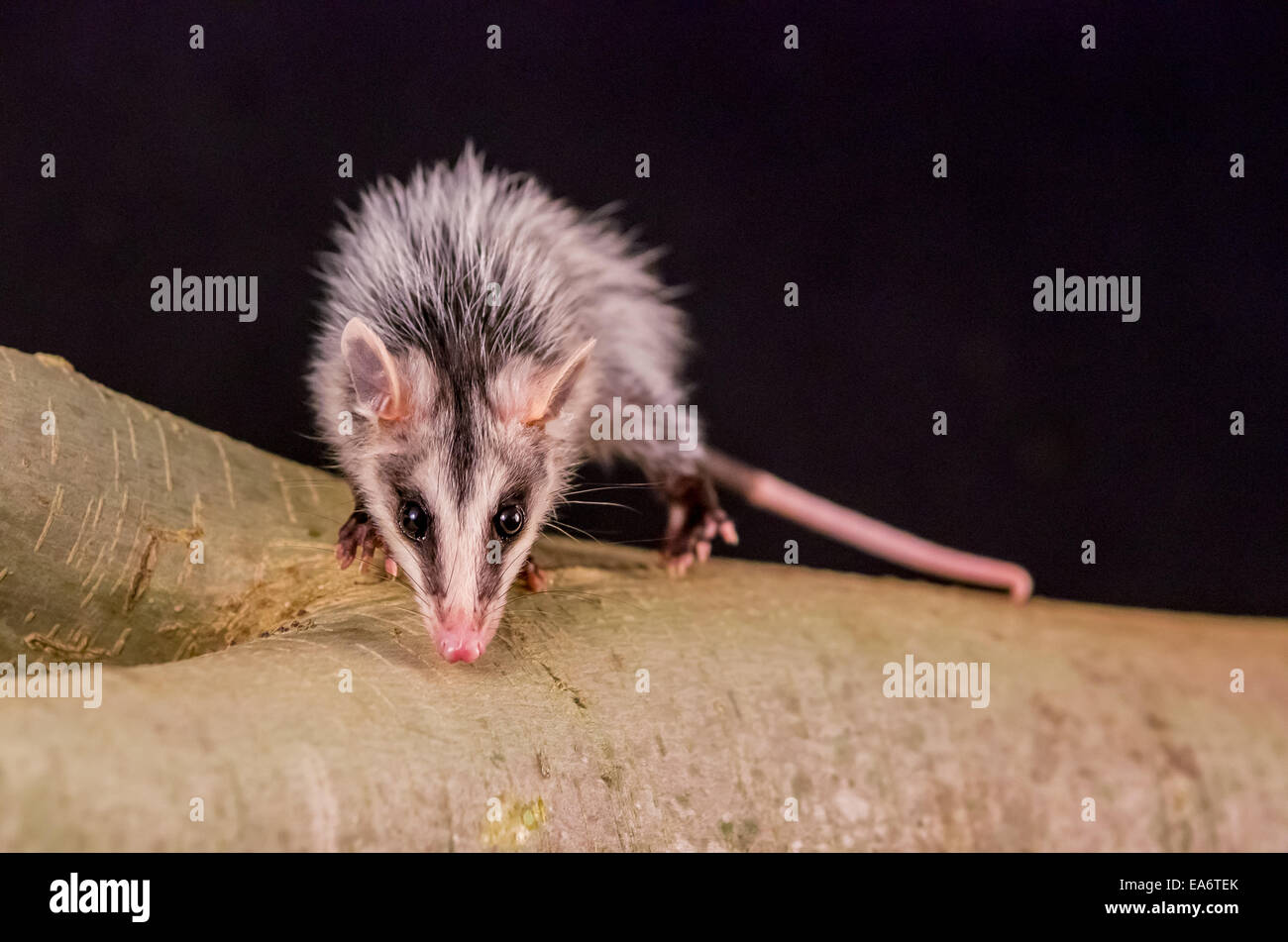 Zarigueya hi-res stock photography and images - Alamy