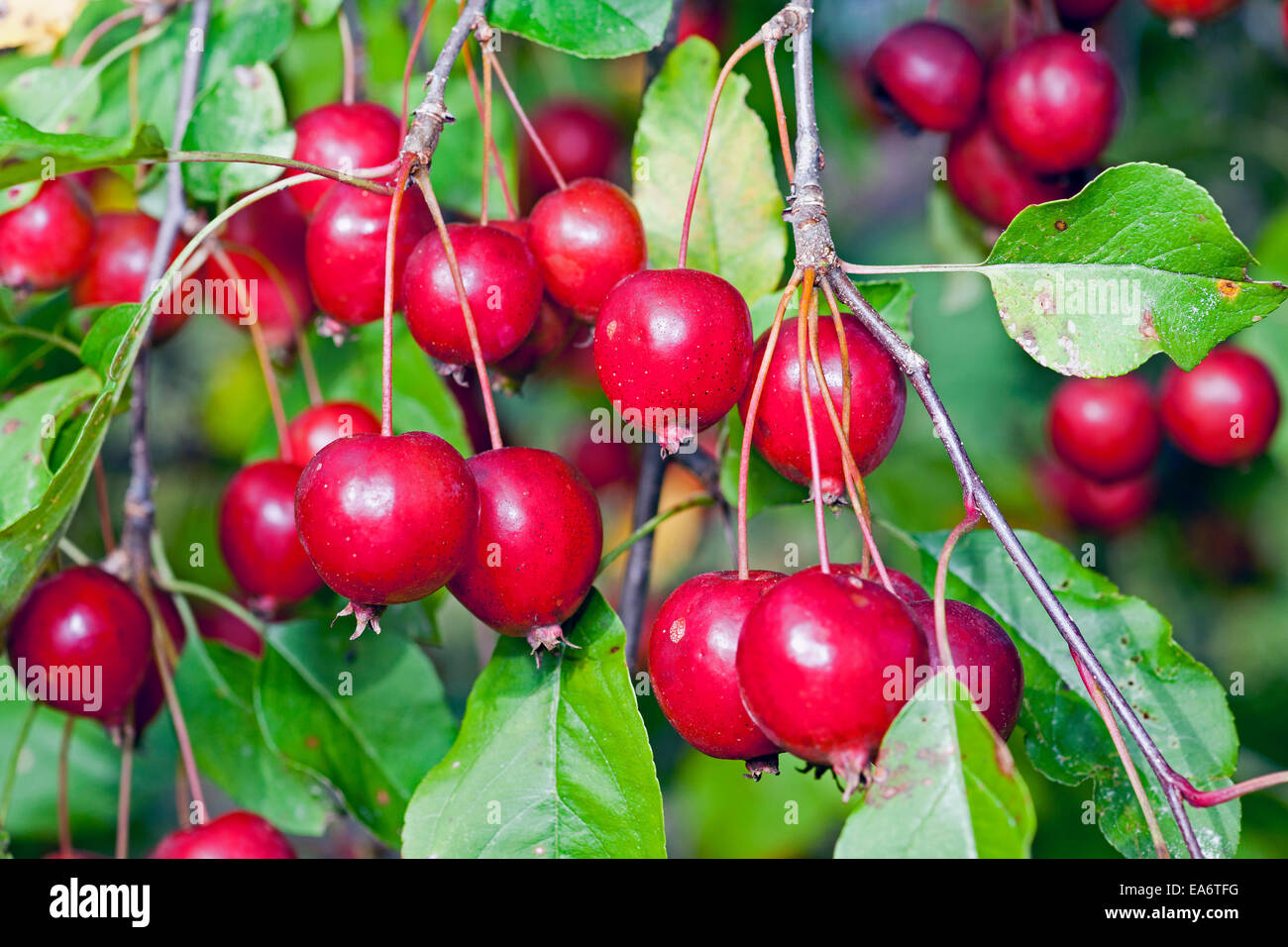 Closeup of a large cluster of red, ripe crab apples, family Malus Stock ...