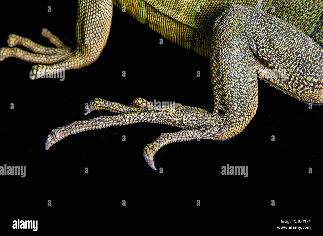 Reptile foot detail High Resolution Stock Photography and Images - Alamy