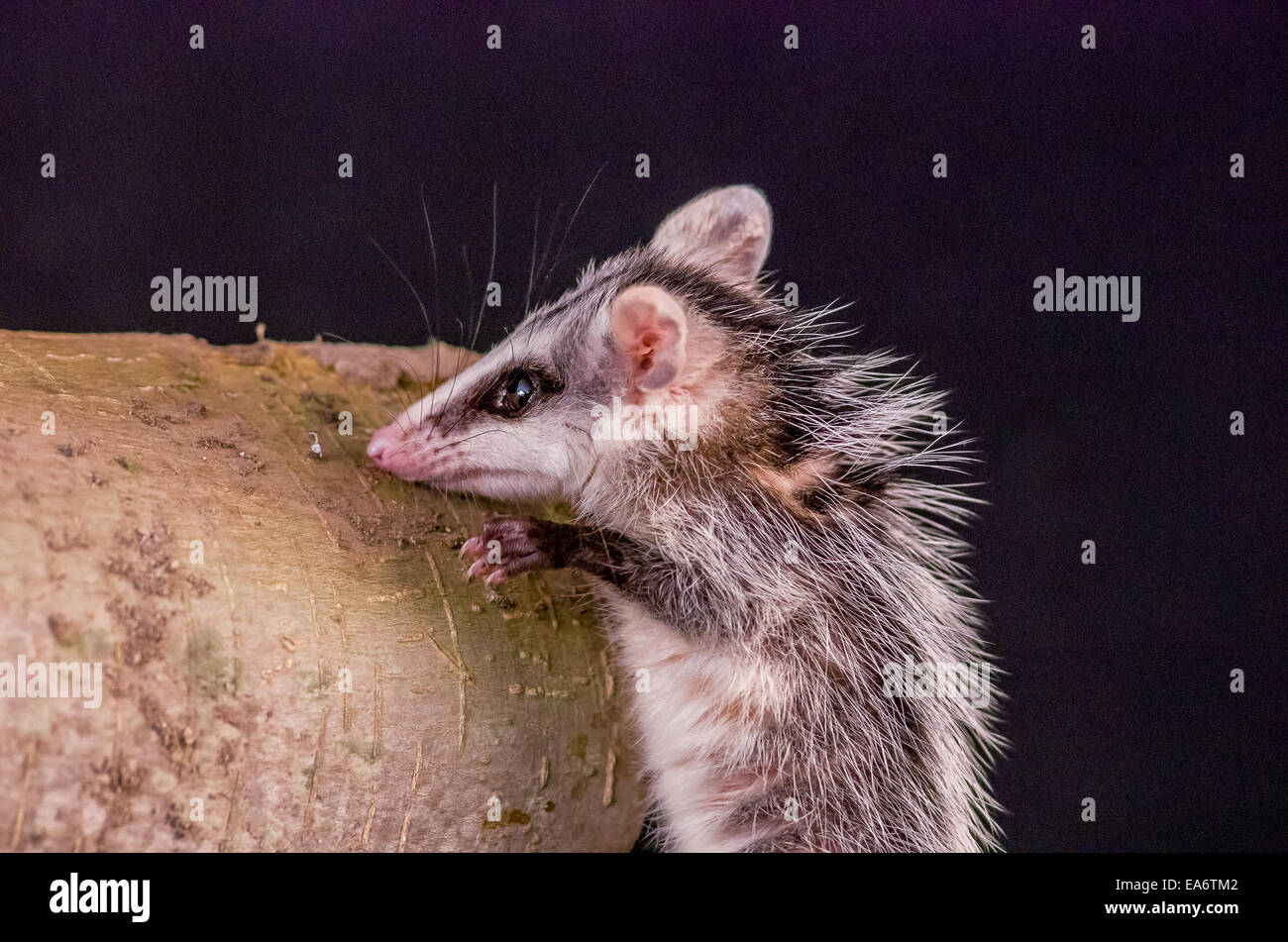 Zarigueya hi-res stock photography and images - Alamy
