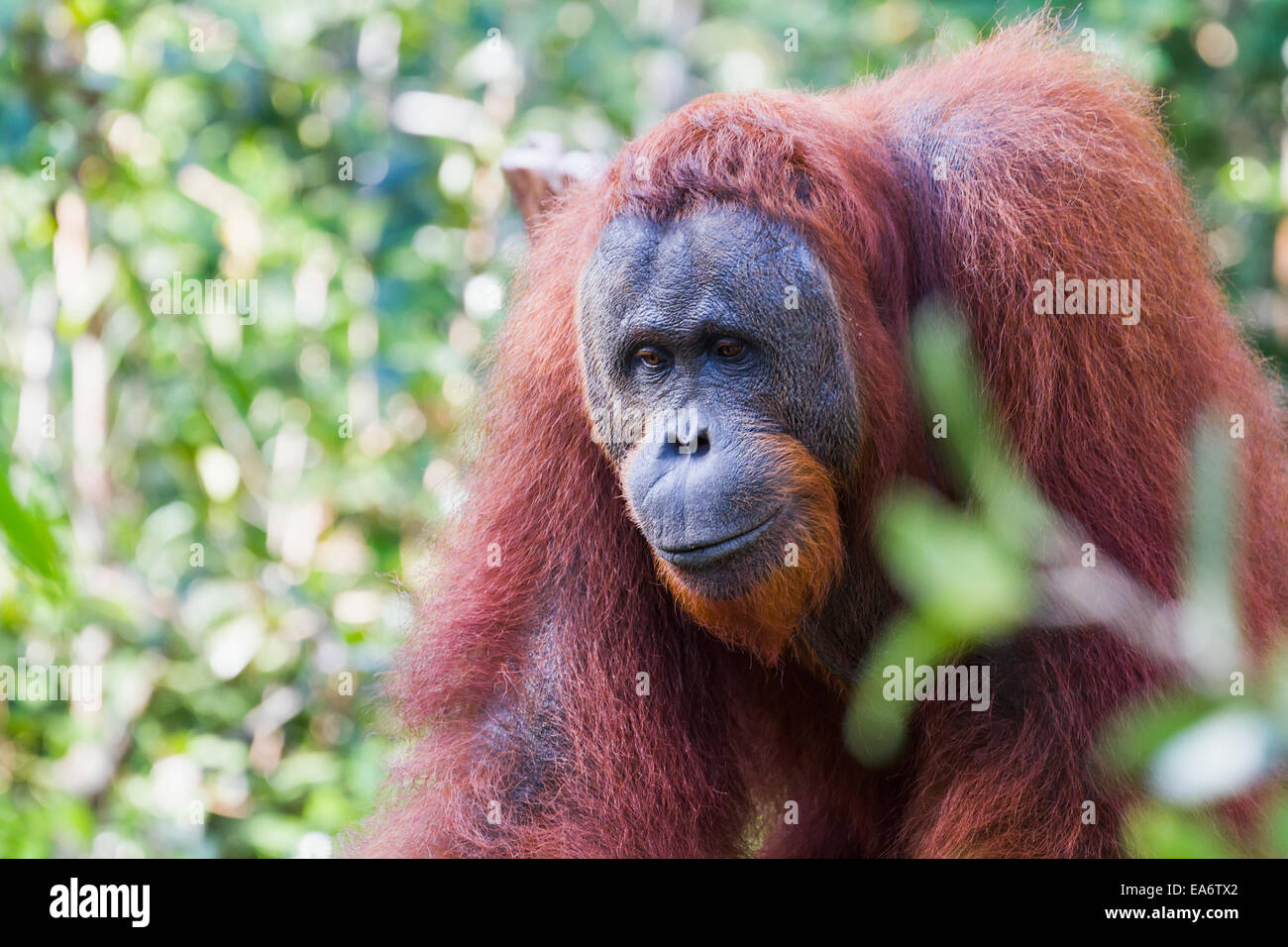 Male Bornean orangutan (Pongo pygmaeus) at Pondok Tanggui, Tanjung ...