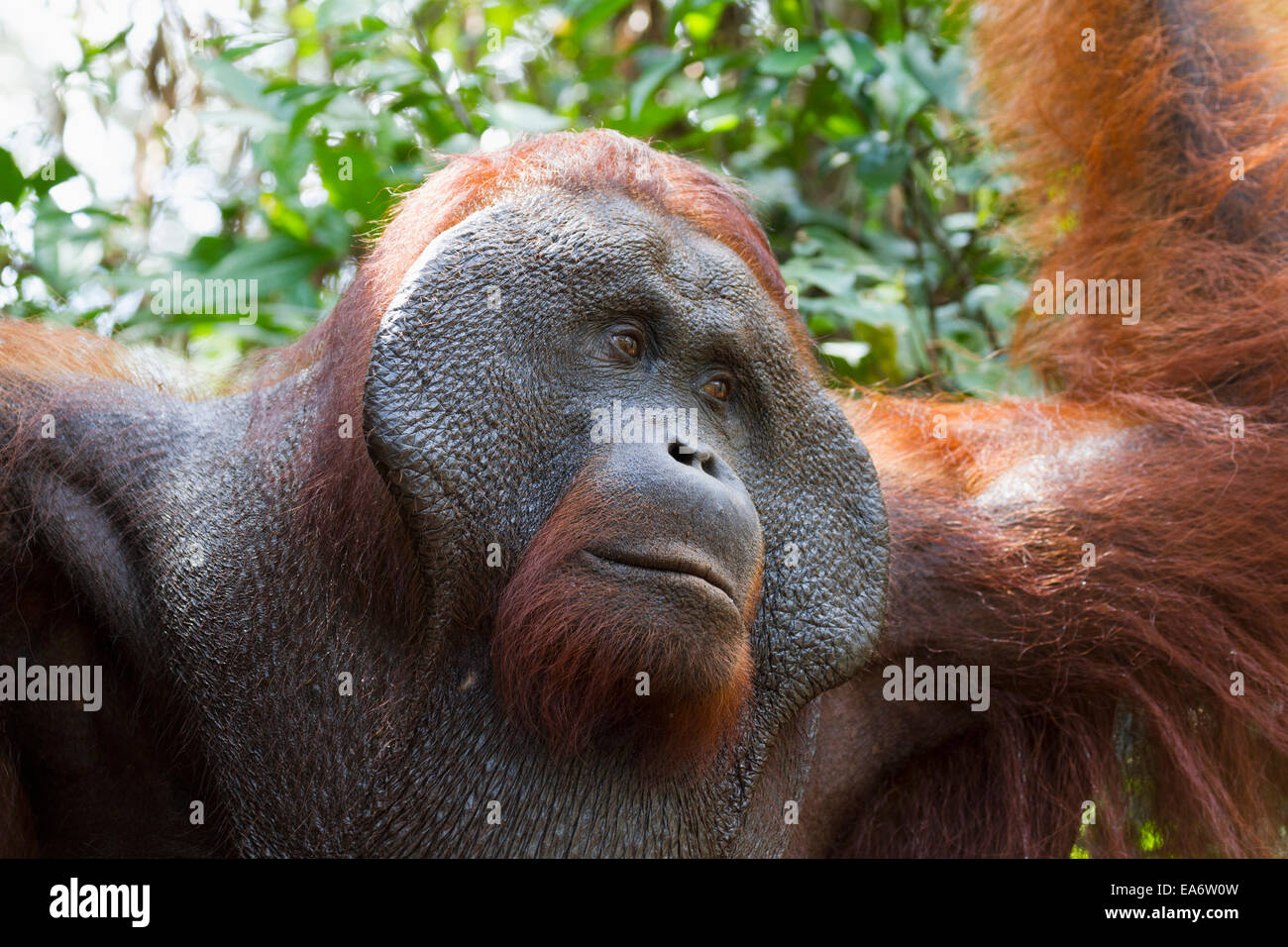 Male Bornean orangutan (Pongo pygmaeus) at Pondok Tanggui, Tanjung ...