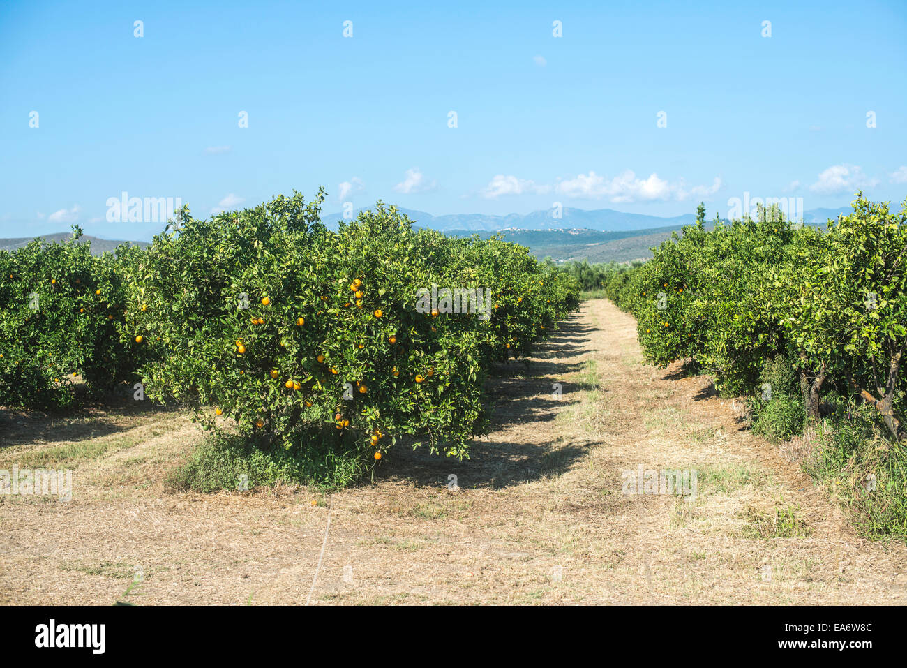 Orange trees in plantation. Agriculture trees Stock Photo - Alamy