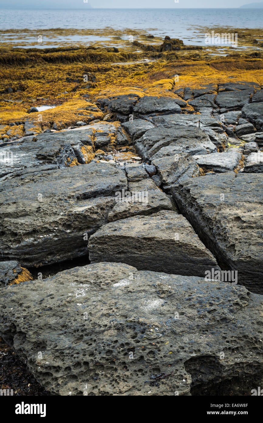 Shoreline at low tide of sea eroded flat bed rocks with kelp, Breakish ...