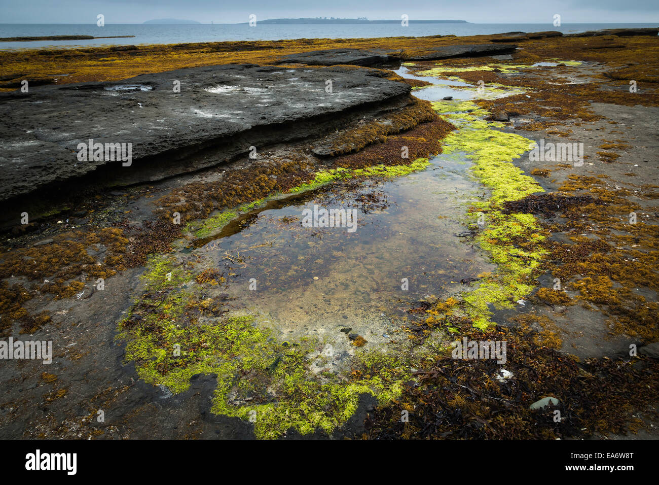 Kelp bordered rock pool, shoreline at low tide, Breakish, Isle of Skye ...