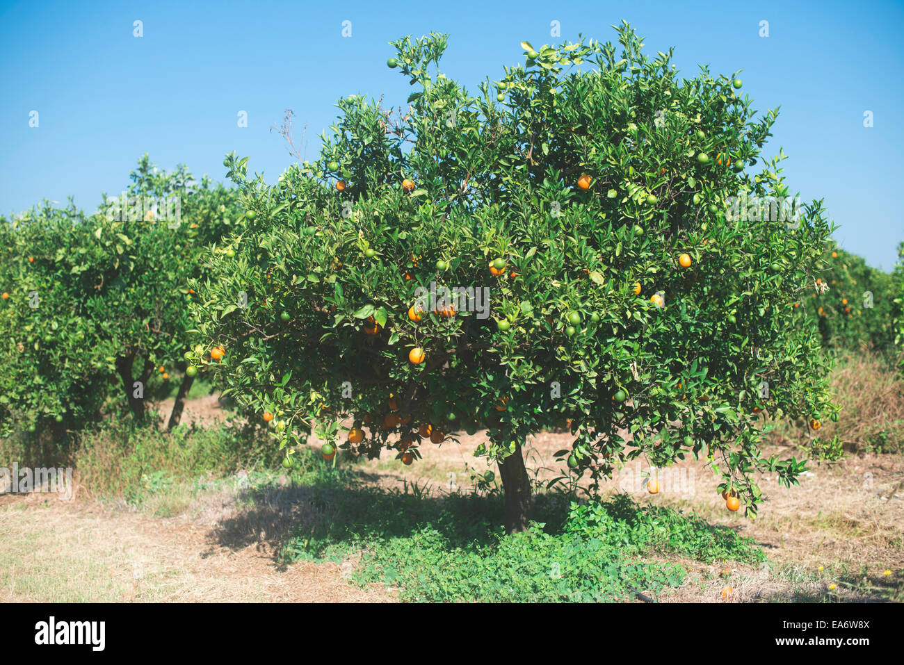 Orange trees in plantation. Agriculture trees Stock Photo - Alamy