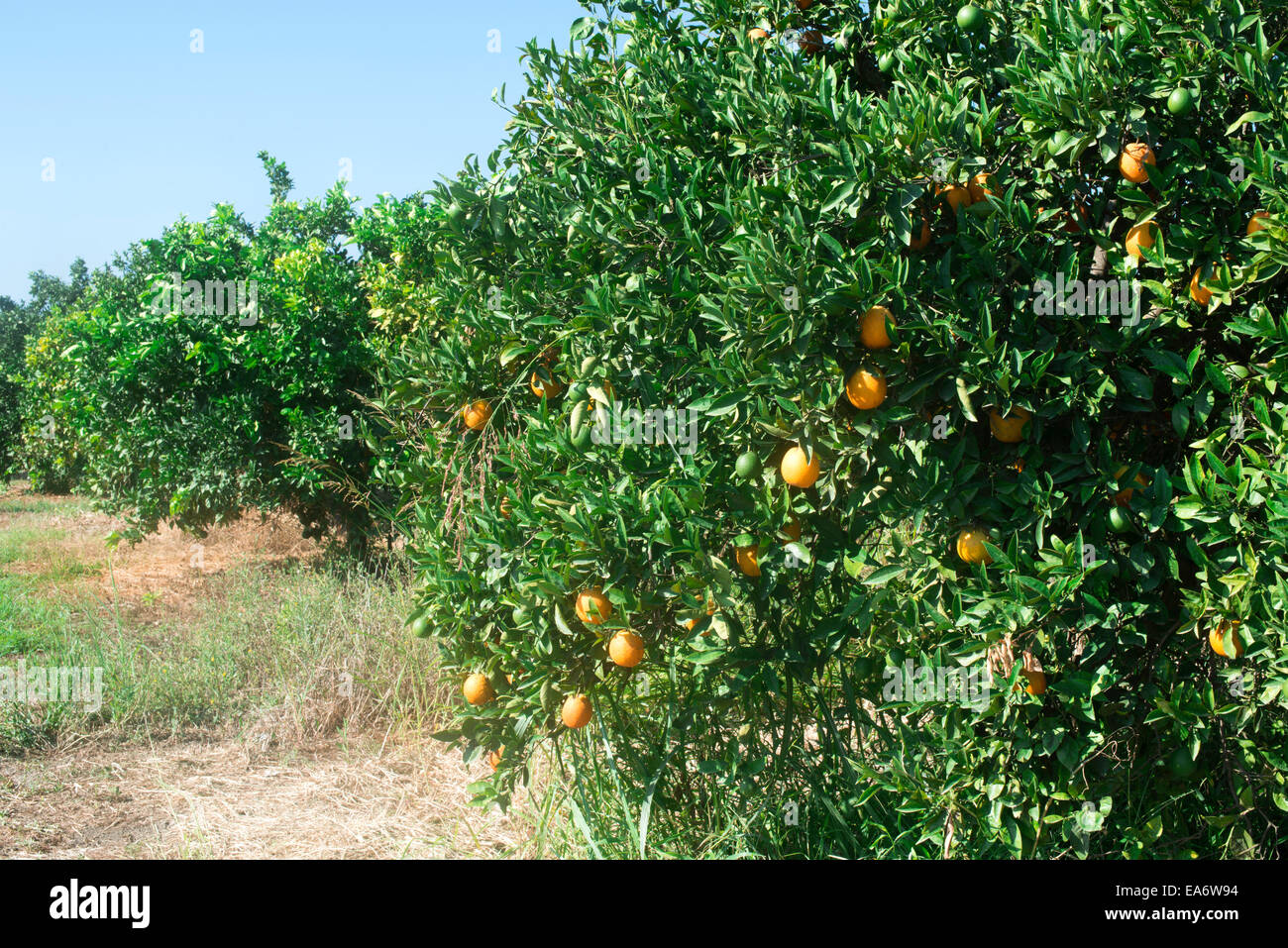 Orange trees in plantation. Agriculture trees Stock Photo - Alamy