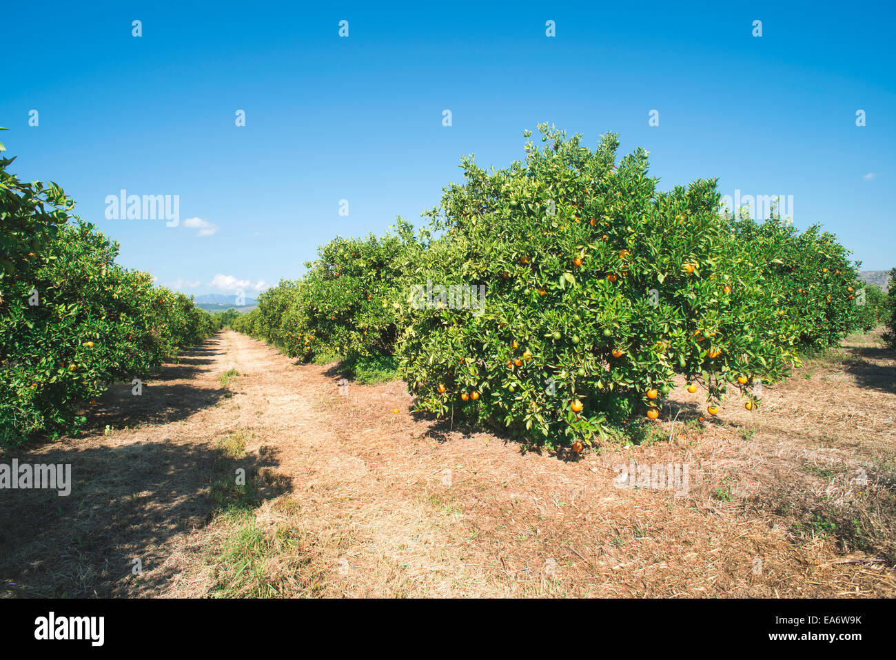 Orange trees in plantation. Agriculture trees Stock Photo - Alamy
