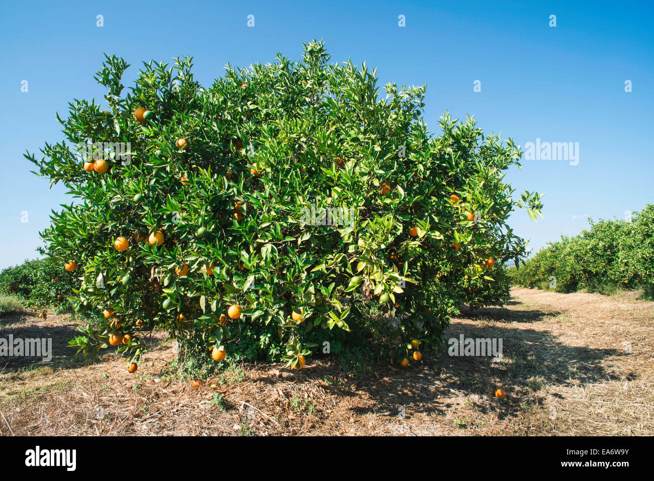 Orange trees in plantation. Agriculture trees Stock Photo - Alamy