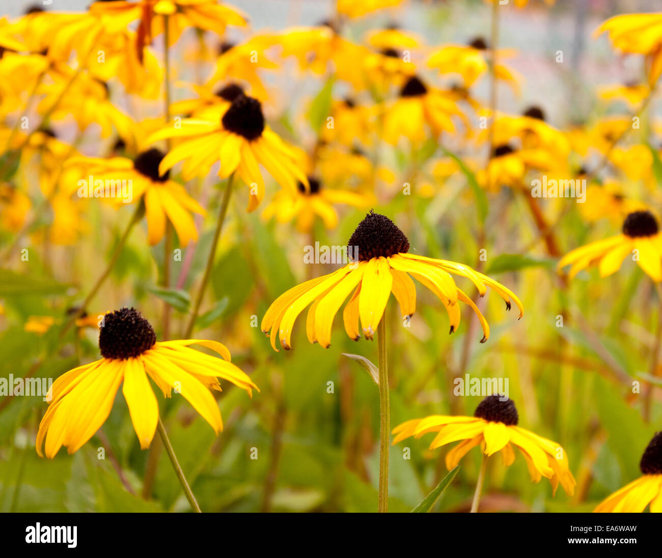 Yellow Rudbeckia flower heads Stock Photo - Alamy
