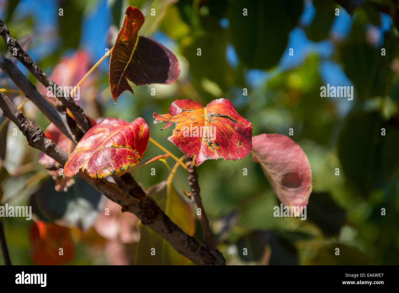 Autumn leavs hi-res stock photography and images - Alamy