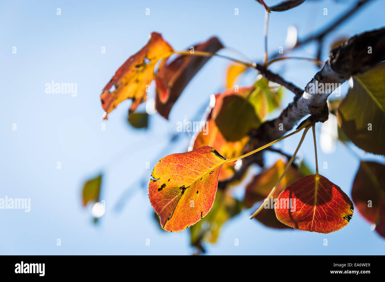 Autumn leavs hi-res stock photography and images - Alamy
