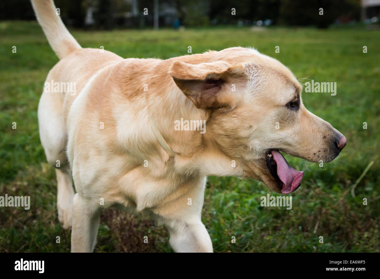 Yellow lab running hi-res stock photography and images - Alamy