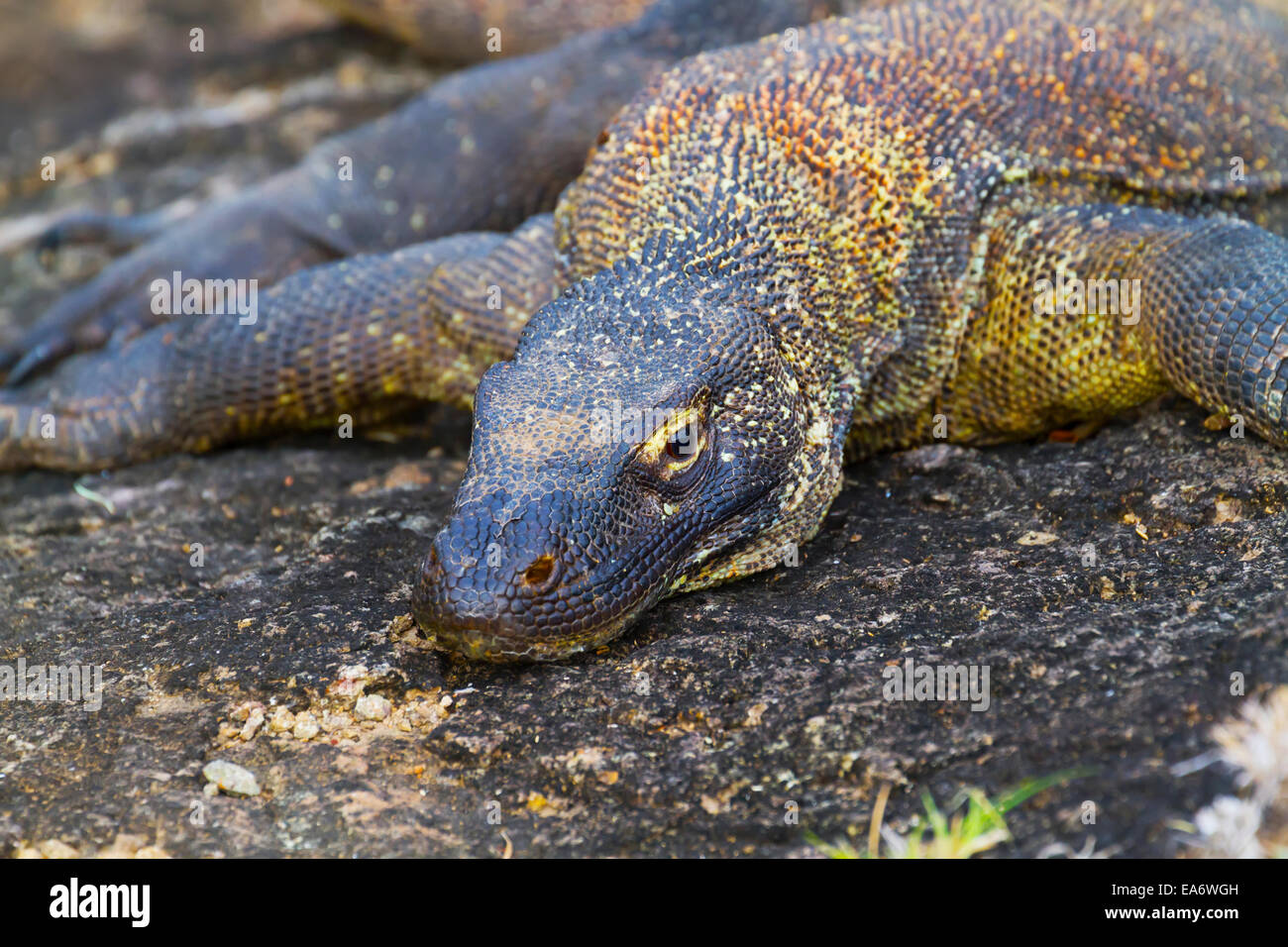 Komodo dragon or Komodo monitor (Varanus komodoensis) on Komodo Island ...