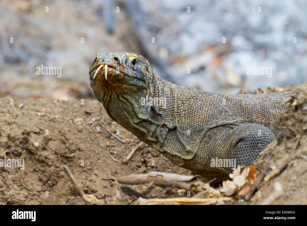 Komodo dragon or Komodo monitor (Varanus komodoensis) on Rinca Island ...