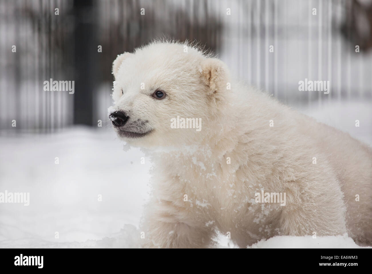 Cute polar bears hi-res stock photography and images - Alamy