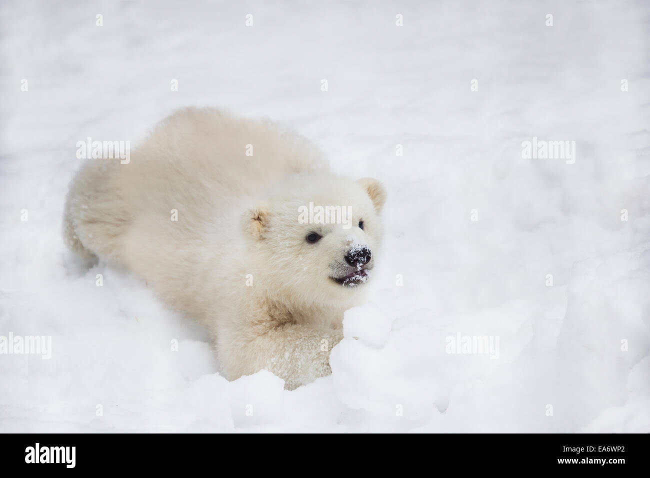 Polar bear cub alaska zoo hi-res stock photography and images - Alamy