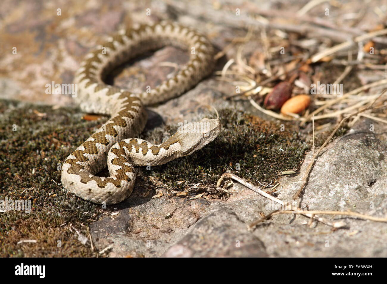 juvenile sand viper in situ ( Vipera ammodytes ), standing on dry moss ...