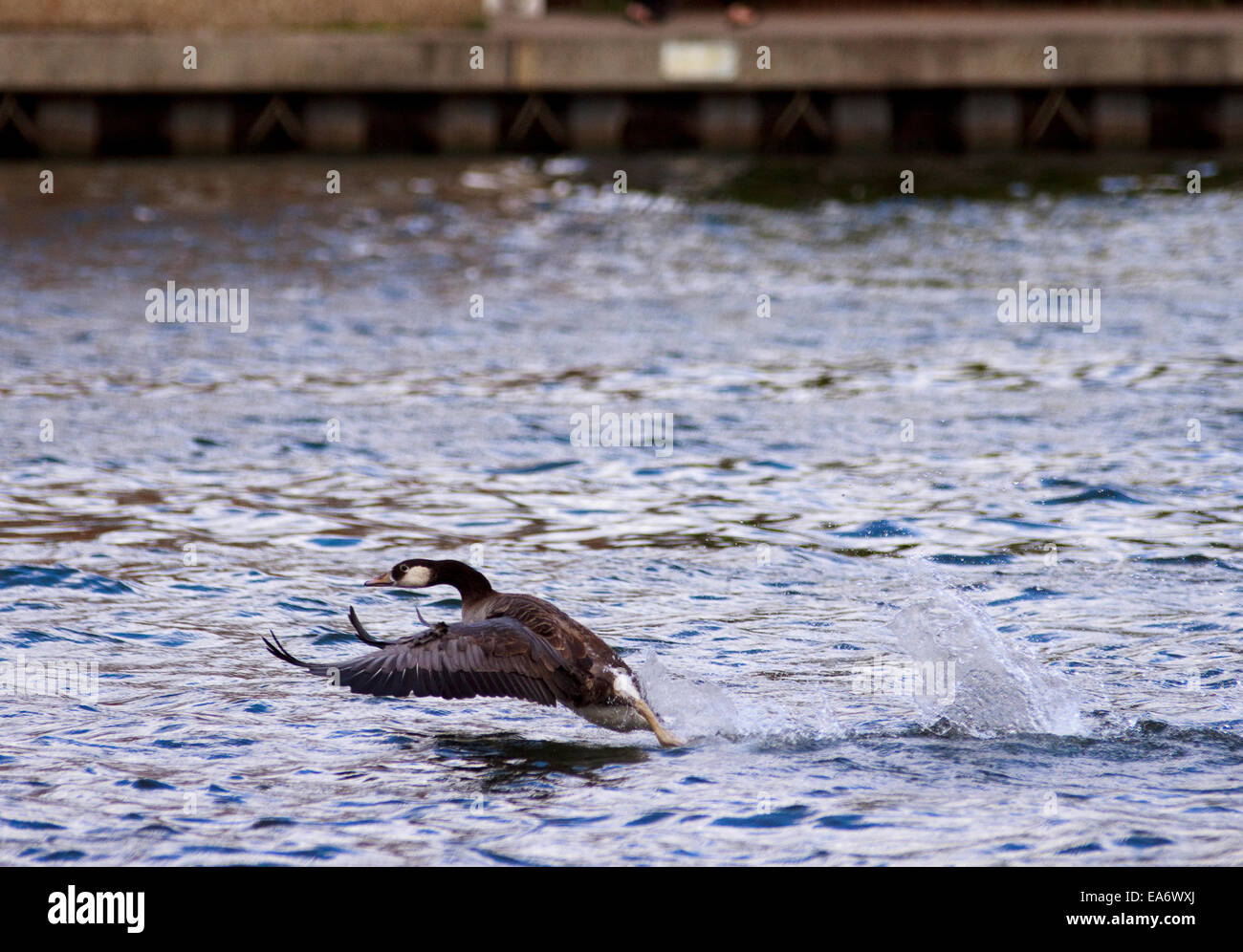 A goose at the moment of take off into flight, wings forward and a ...