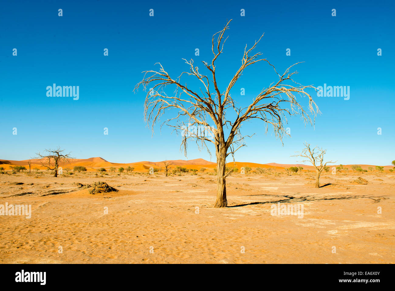 Dead tree in desert hi-res stock photography and images - Alamy