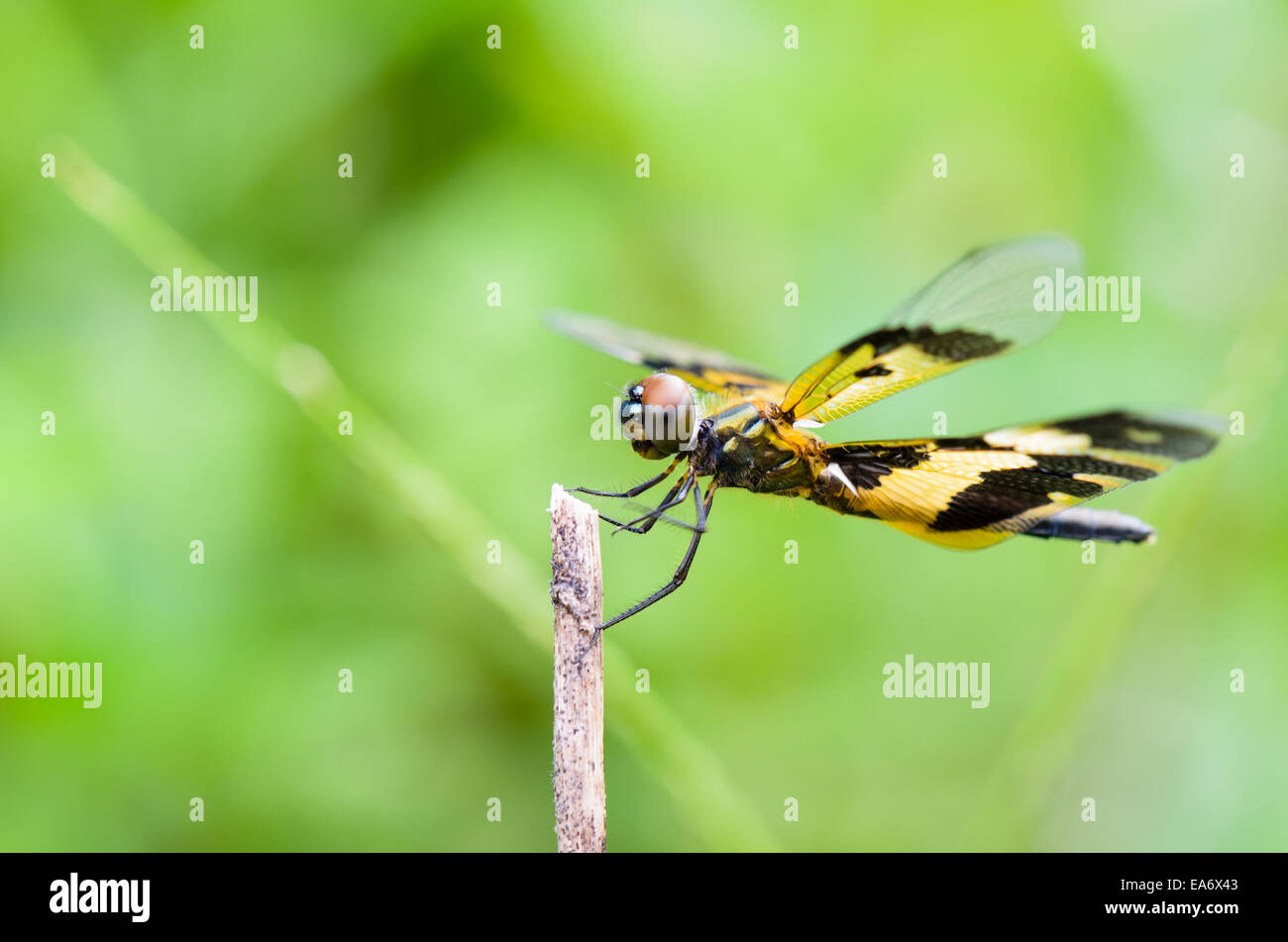 Rhyothemis Variegata, Common Picture Wing or Variegated Flutterer, is ...