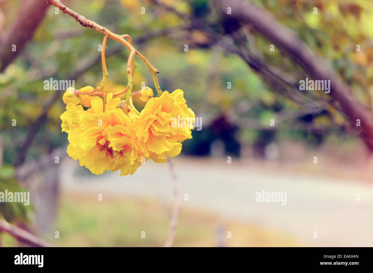 Butter tree hi-res stock photography and images - Alamy