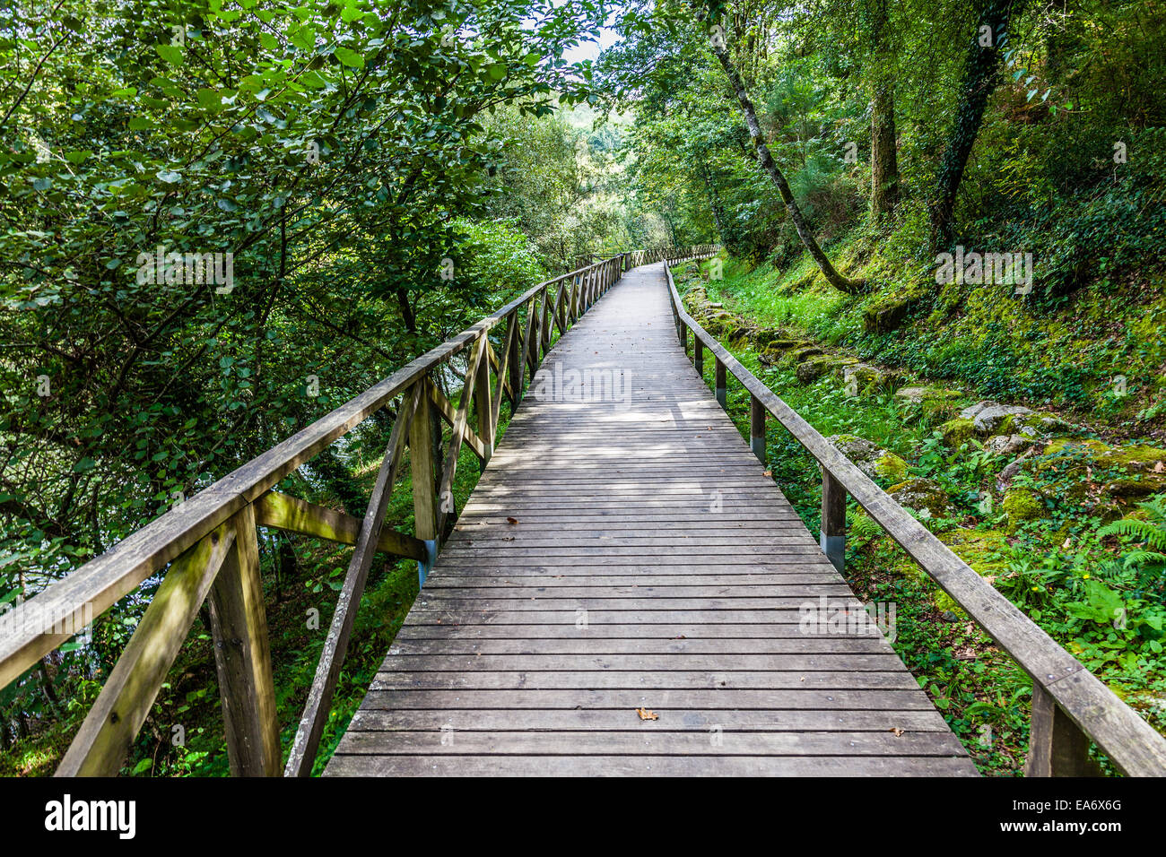 Hiking wooden passage or path through the luxurious forest near the ...