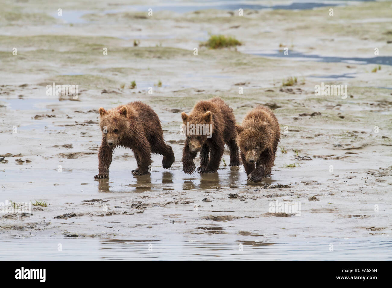 Three Brown Bear Spring Cubs Walk Across Tidal Flats At Chinitna Bay ...