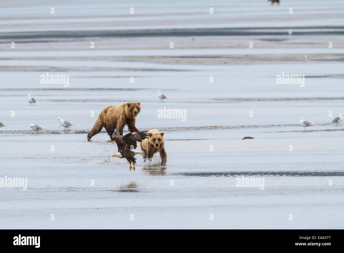 Eagle bears hi-res stock photography and images - Alamy