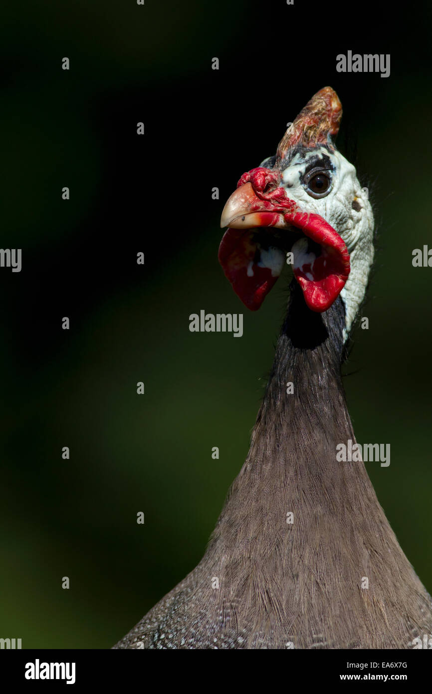 Guinea fowl hill hi-res stock photography and images - Alamy