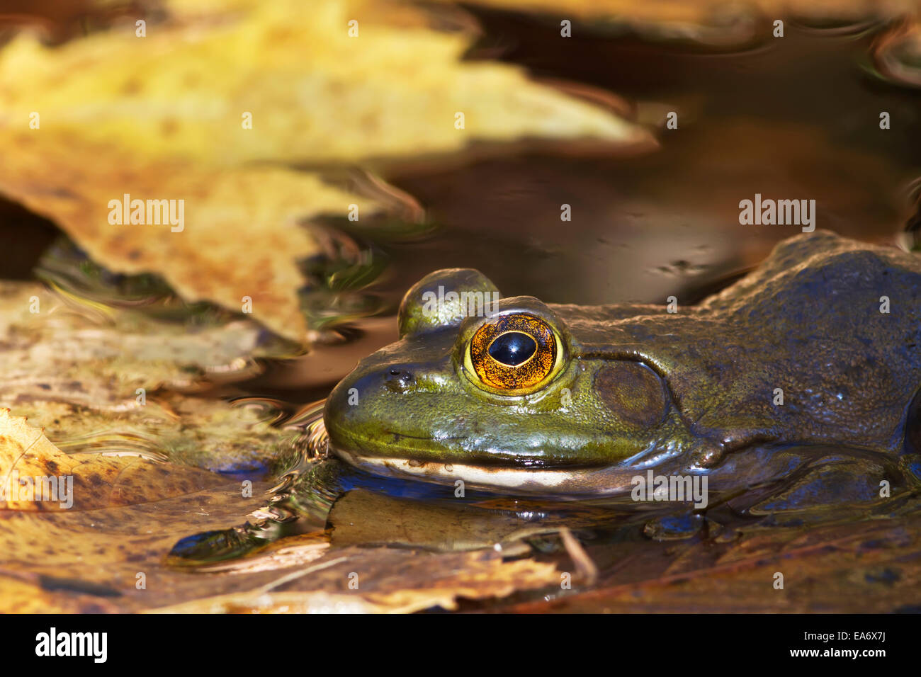 Bullfrog (Lithobates catesbeianus); Pointe-des-Cascades, Quebec, Canada ...