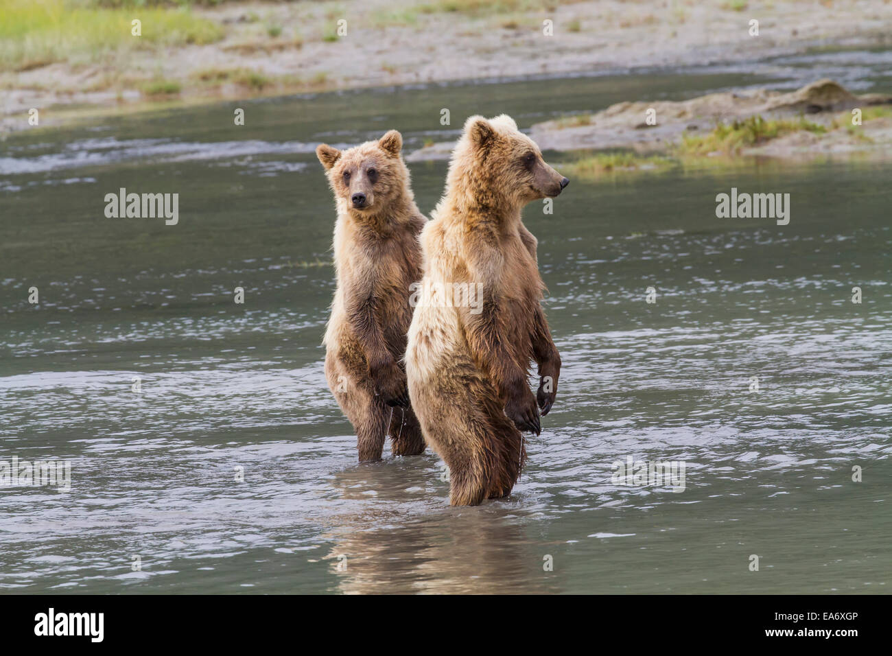 Standing cub hi-res stock photography and images - Alamy