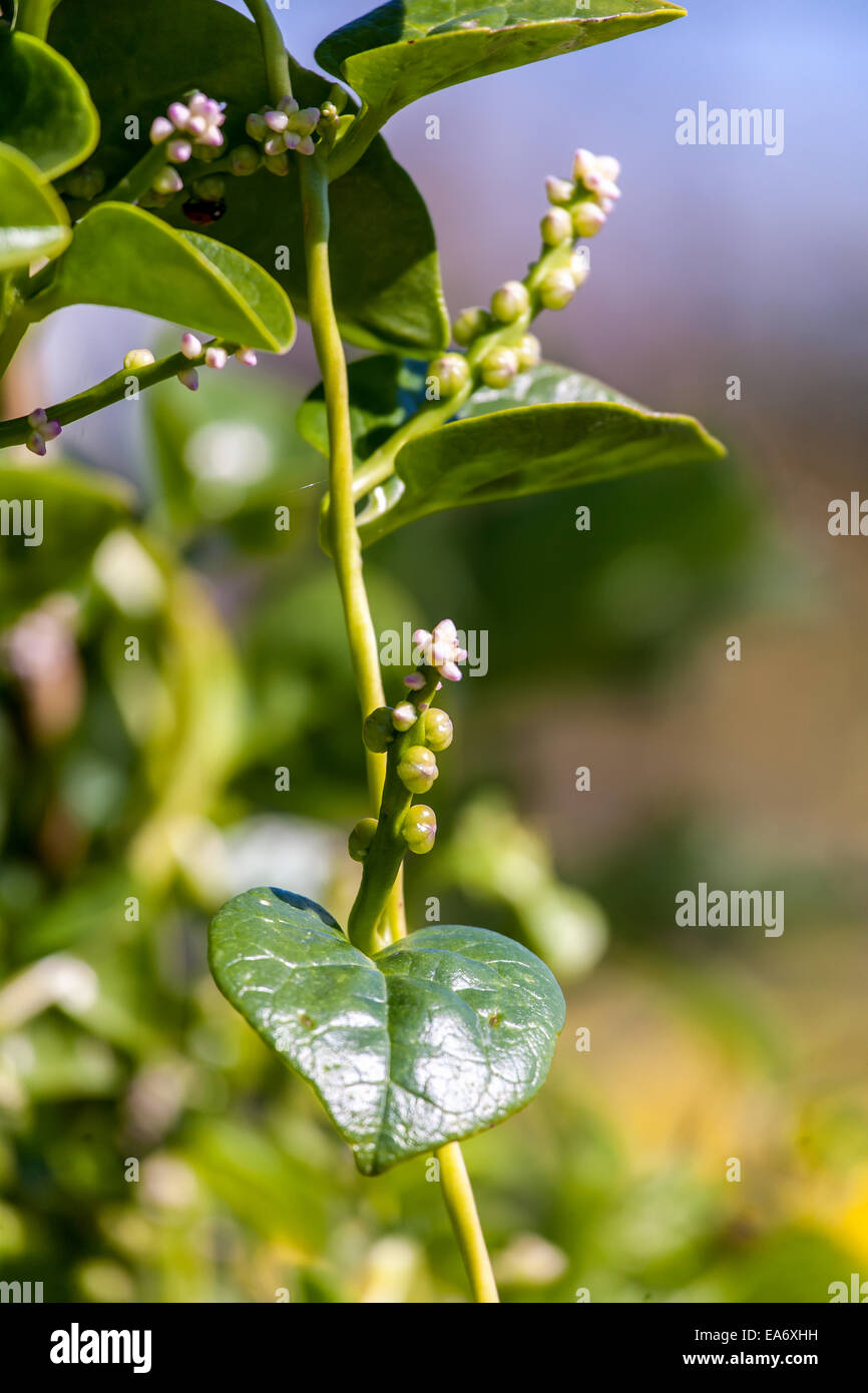 Syn basella cordifolia hi-res stock photography and images - Alamy