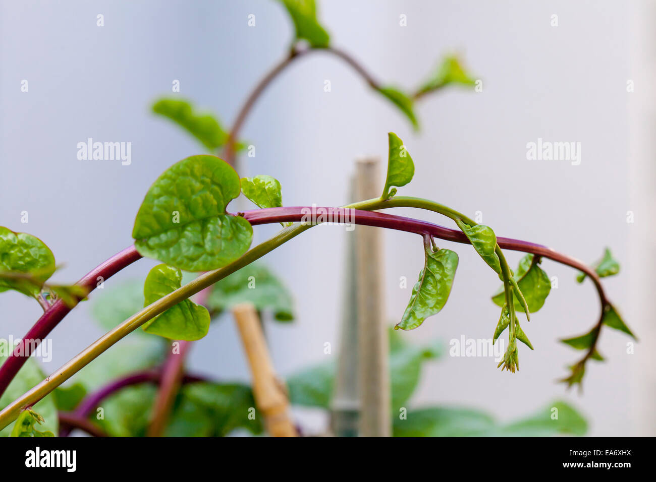 Red Malabar spinach (Basella rubra); Toronto, Ontario, Canada Stock ...