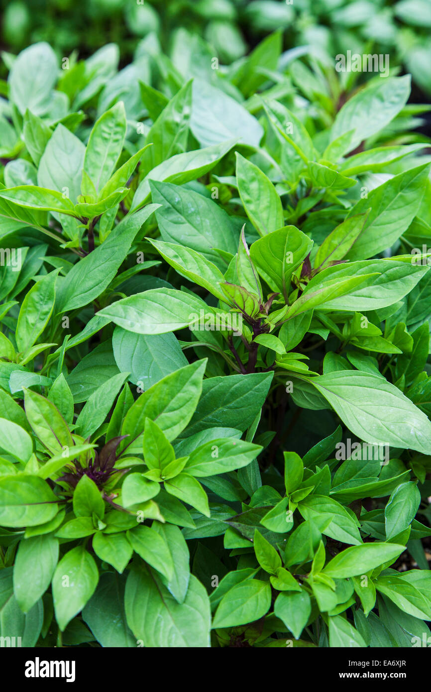Siam Queen Thai Basil (Ocimum basilicum); Toronto, Ontario, Canada ...