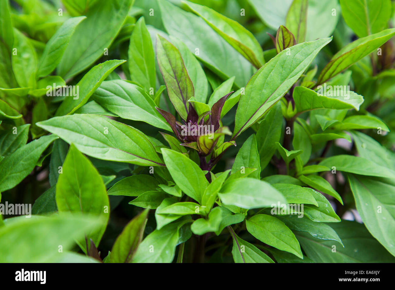 Siam Queen Thai Basil (Ocimum basilicum); Toronto, Ontario, Canada ...