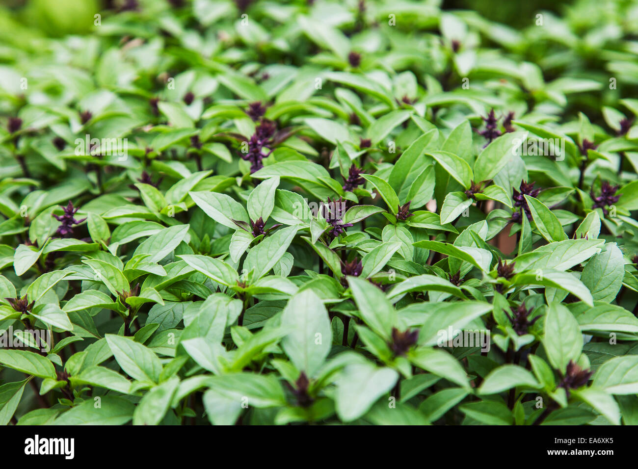 Siam queen thai basil hi-res stock photography and images - Alamy