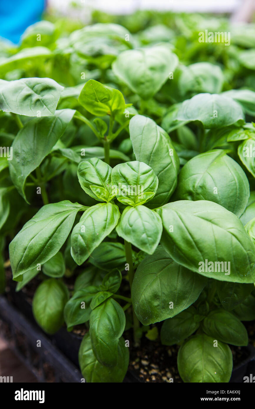 Basilicum vertical farming hi-res stock photography and images - Alamy