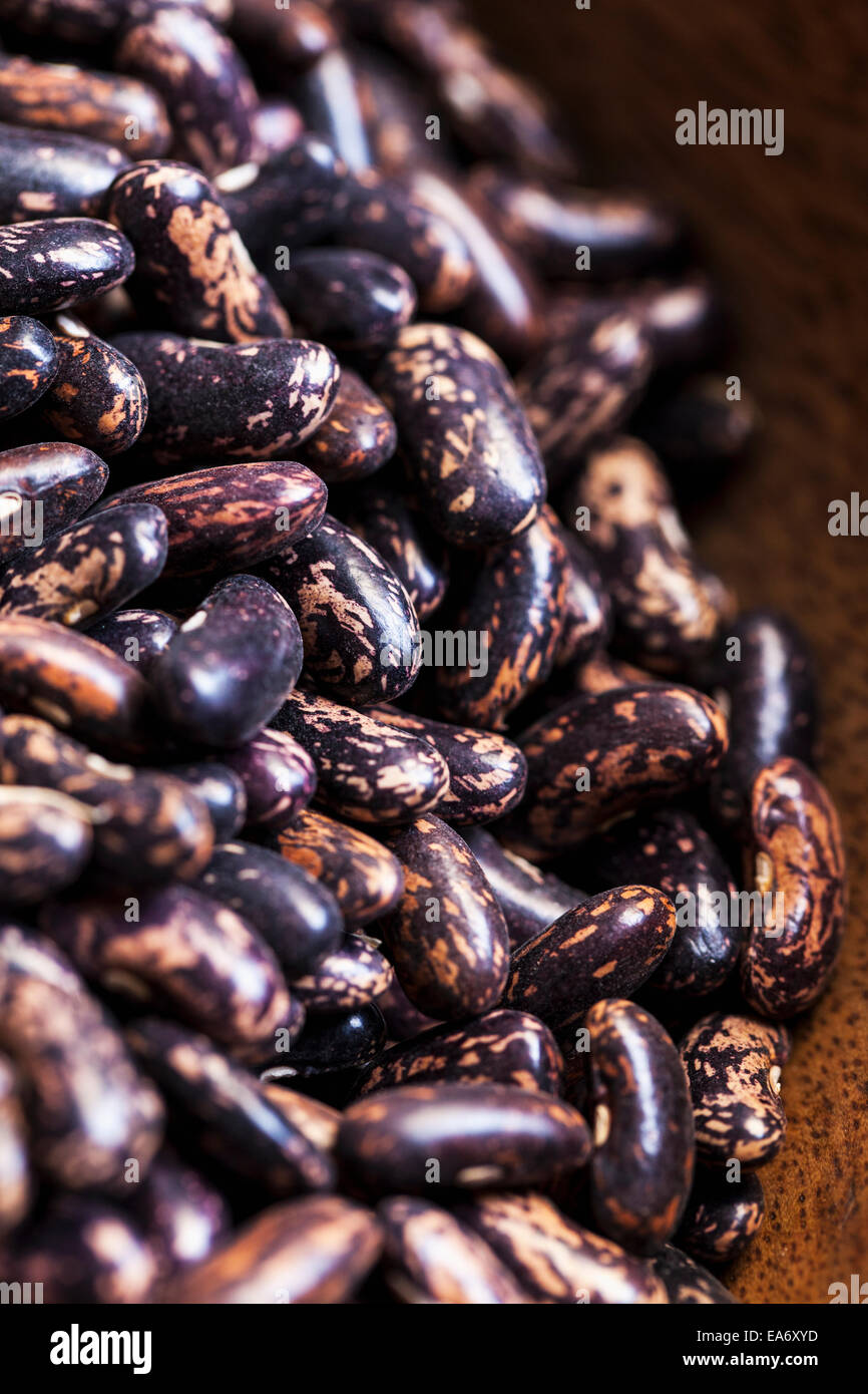 Blue jay beans hi-res stock photography and images - Alamy