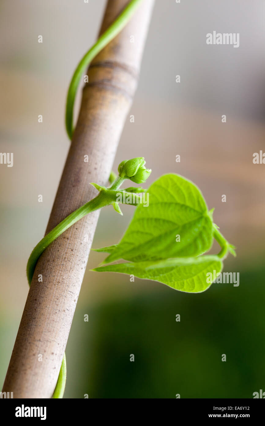 Pole beans plant flower hi-res stock photography and images - Alamy