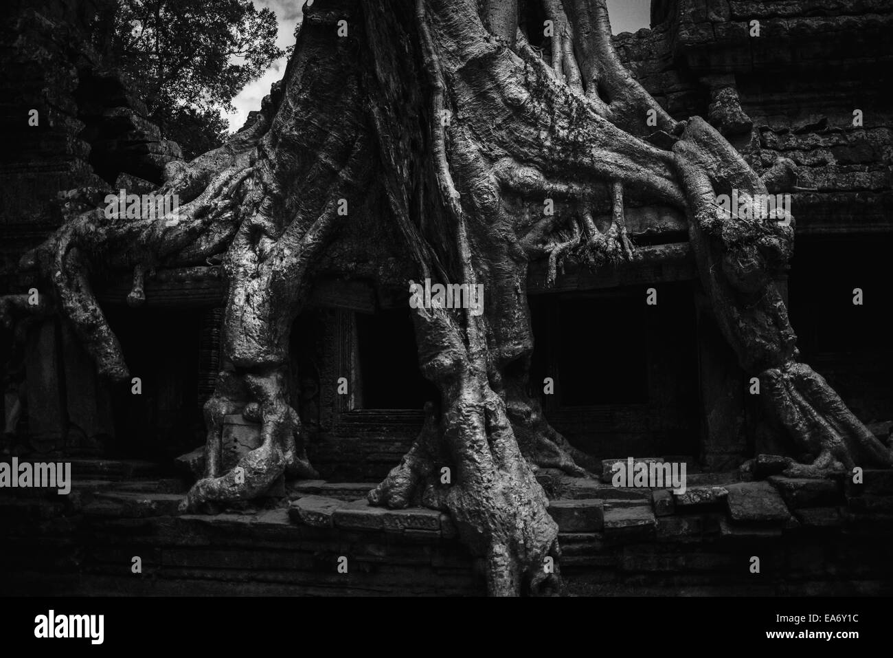 A giant jungle tree grows over a temple wall in the Angkor Wat temple ...