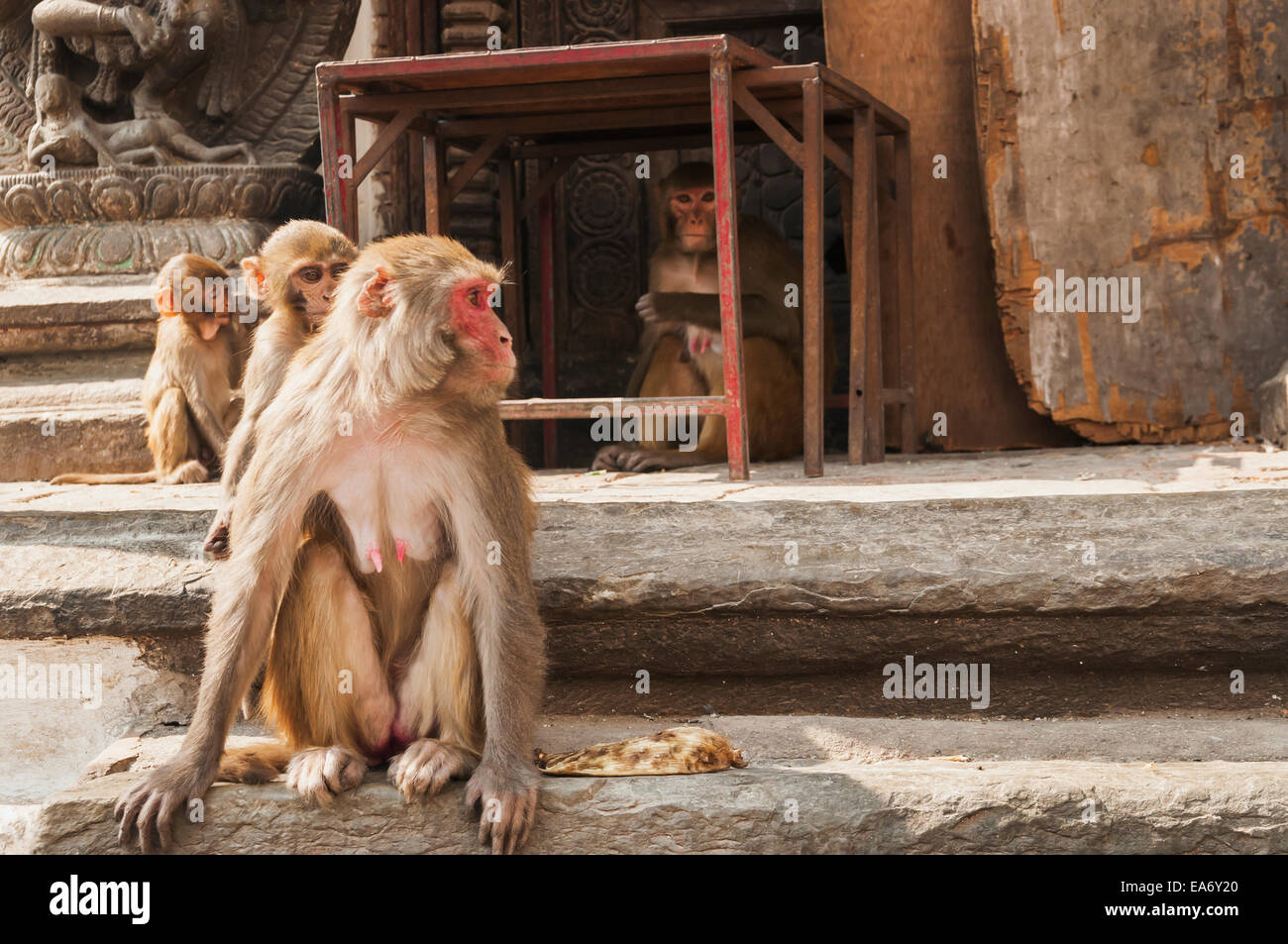 Monkeys at Swayambhu, also called the Temple of Monkeys, a tourist ...