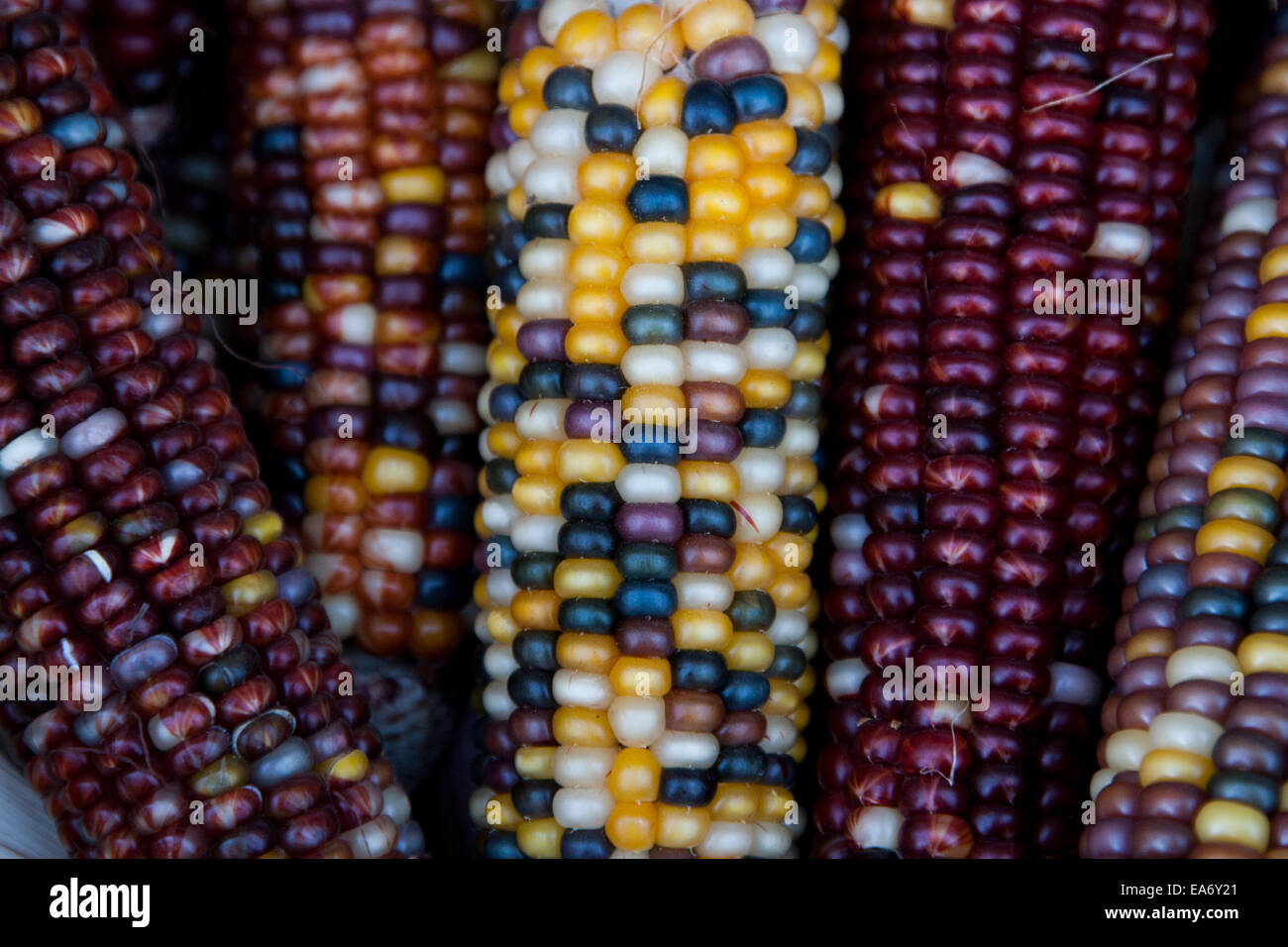 Indian Corn, with its rich array of multicolored kernels in hues of ...
