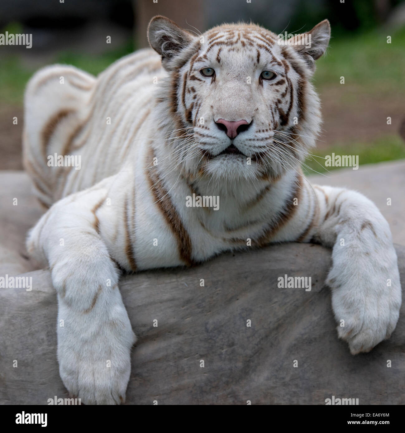 Genetic mutation inbreeding hi-res stock photography and images - Alamy