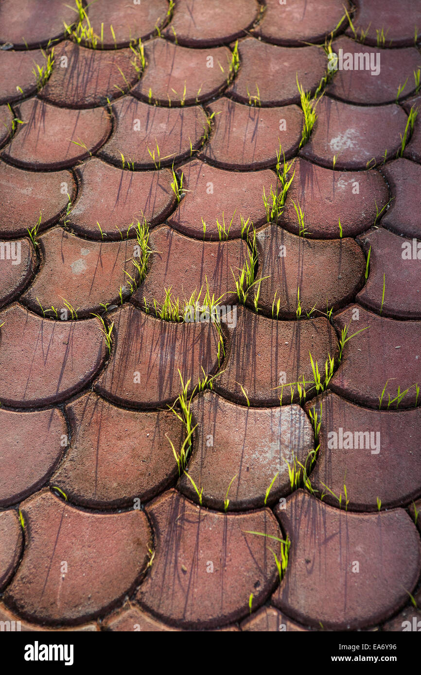 Grass grows from the cracks between red concrete paving stones of a ...