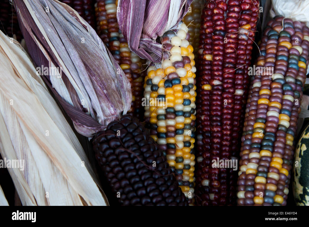 Indian corn texture hi-res stock photography and images - Alamy