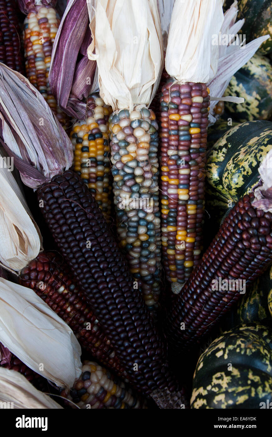 Indian corn texture hi-res stock photography and images - Alamy