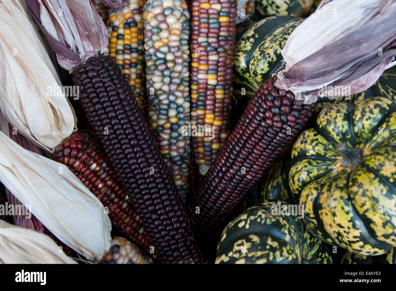 Indian Corn, with its rich array of multicolored kernels in hues of ...