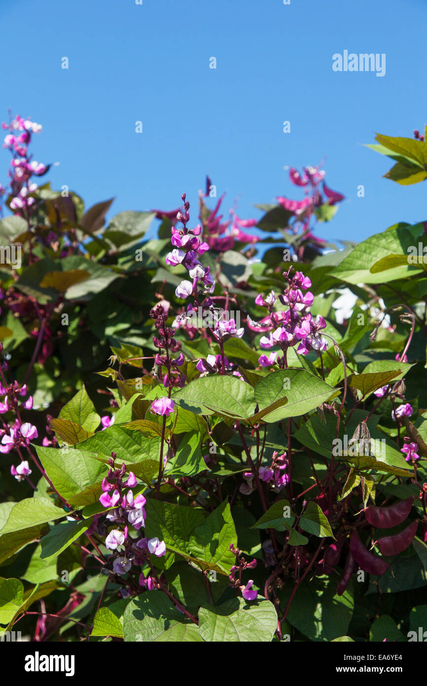 Hyacinth Bean (lablab Purpureus) High Resolution Stock Photography and ...