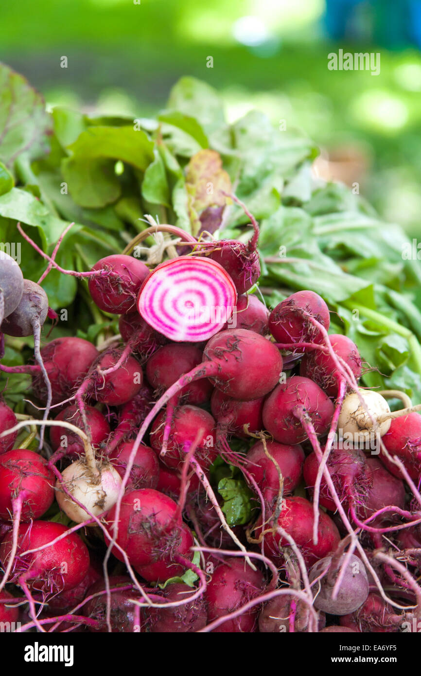 Candy-striped, heirloom Chioggia Beets at a farmers market; Toronto ...